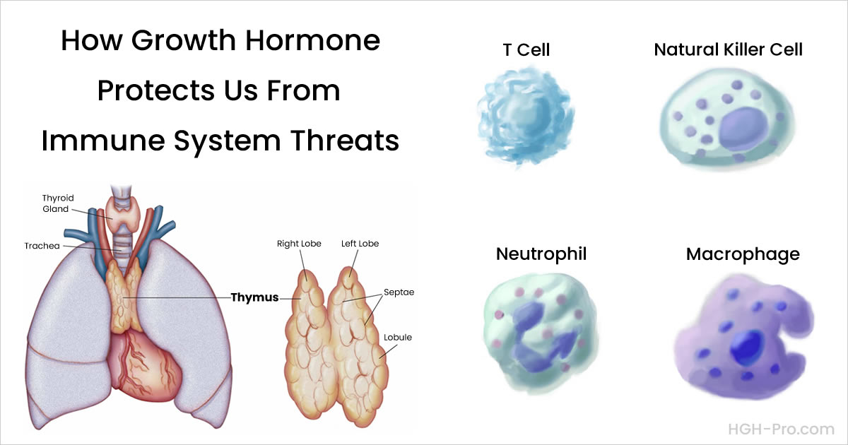 Growth Hormone Therapy Shown to Strengthen and Restore the Immune System