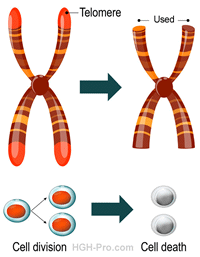 Telomere/DNA by ProBLEN - Contains Cycloastragenol 98%!